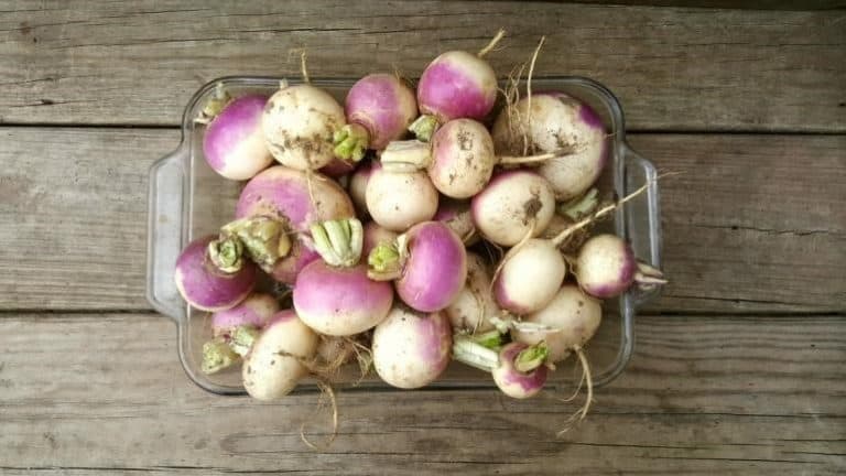 Rutabaga vs Turnip: What's The Difference? - Daring Kitchen