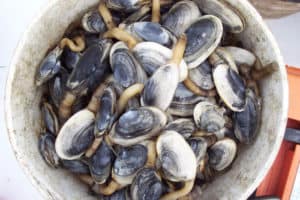 Difference Between Clams, Mussels, and Oysters - Daring Kitchen