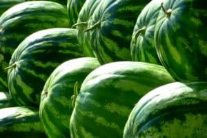 Types of Melons: A Comprehensive Guide! - Daring Kitchen
